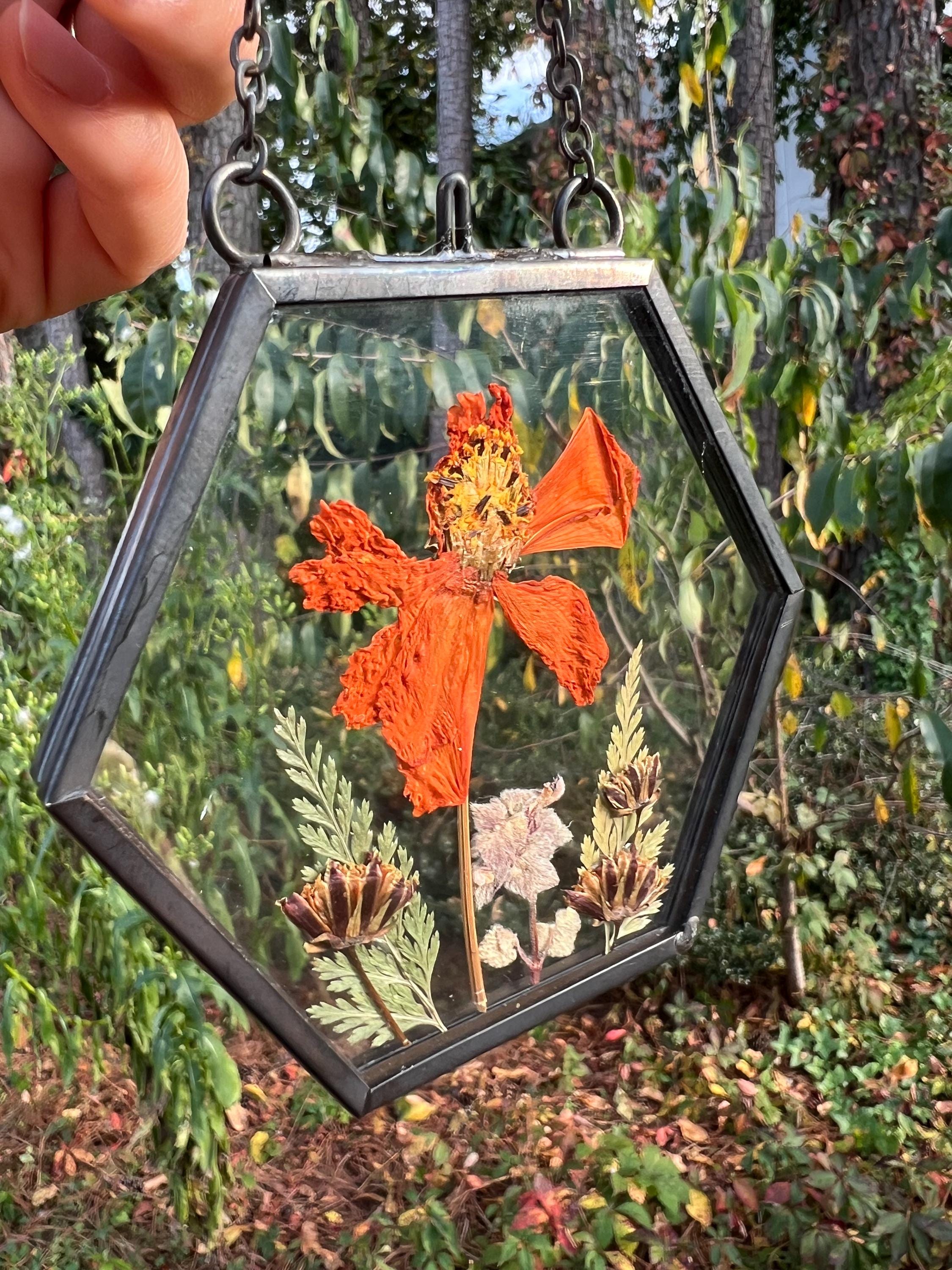 Pressed Cosmos Flower Frame: Hanging Glass Herbarium, Botanical Art - Etsy