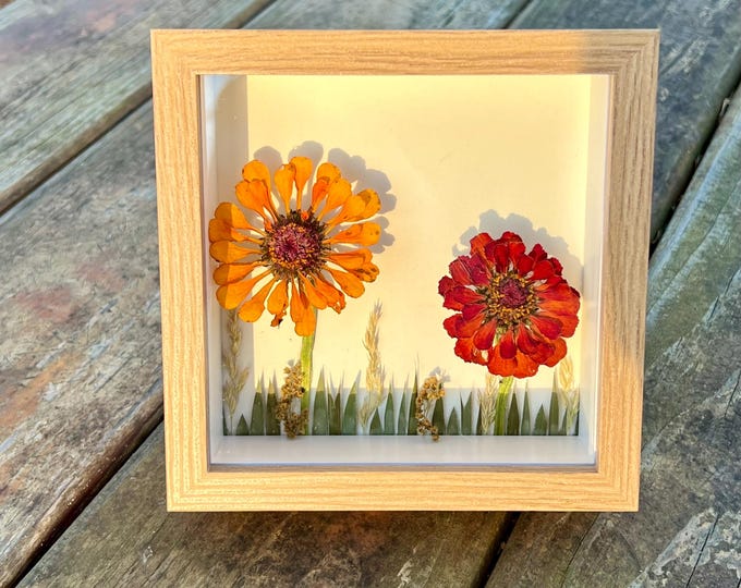 Real Dried Zinnia Flowers, 5x5 Shadow Box, Preserved Real Flowers ...