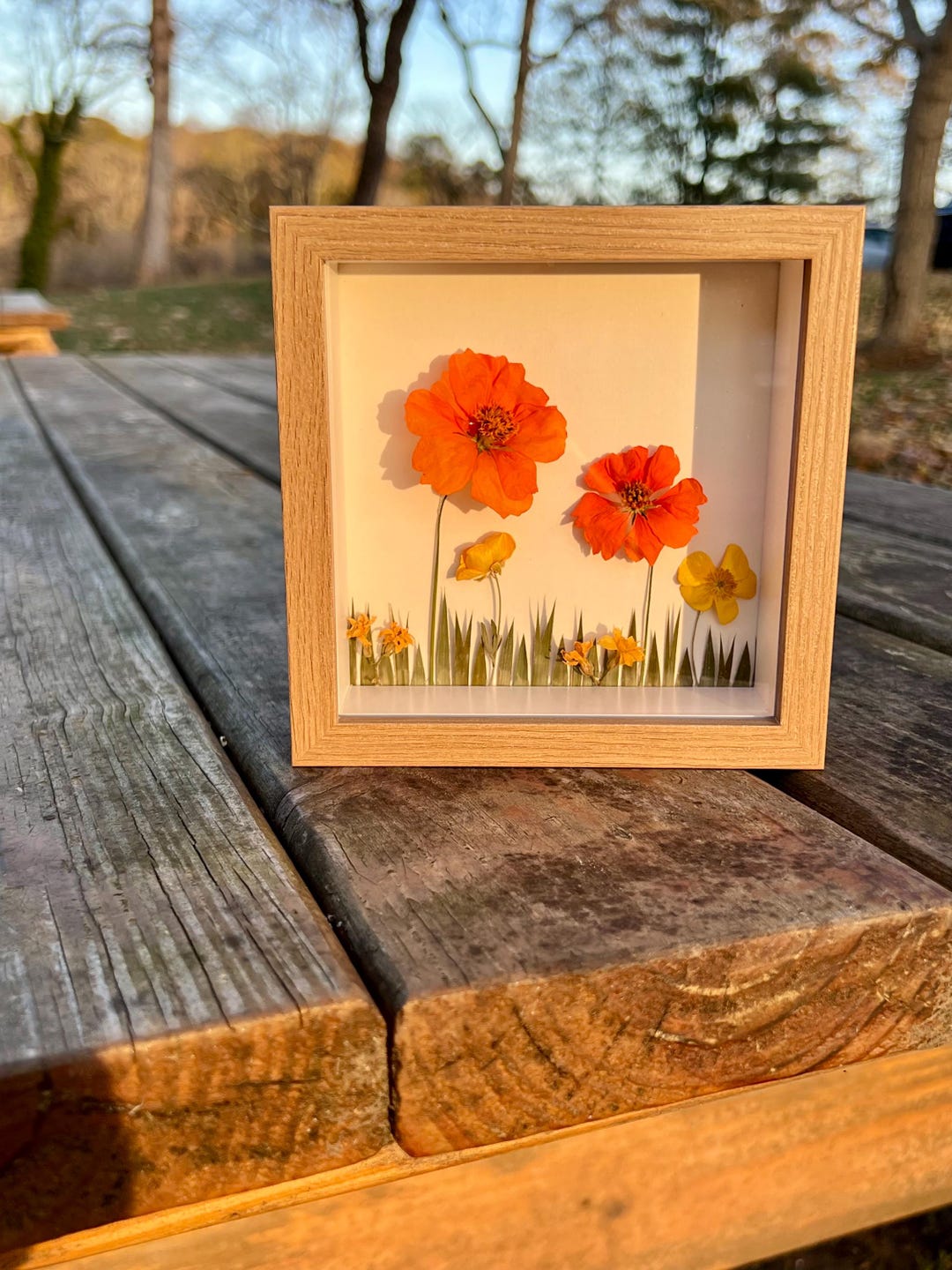 Dried Cosmos Flowers, 5x5 Shadow Box, Preserved Real Flowers, Pressed ...