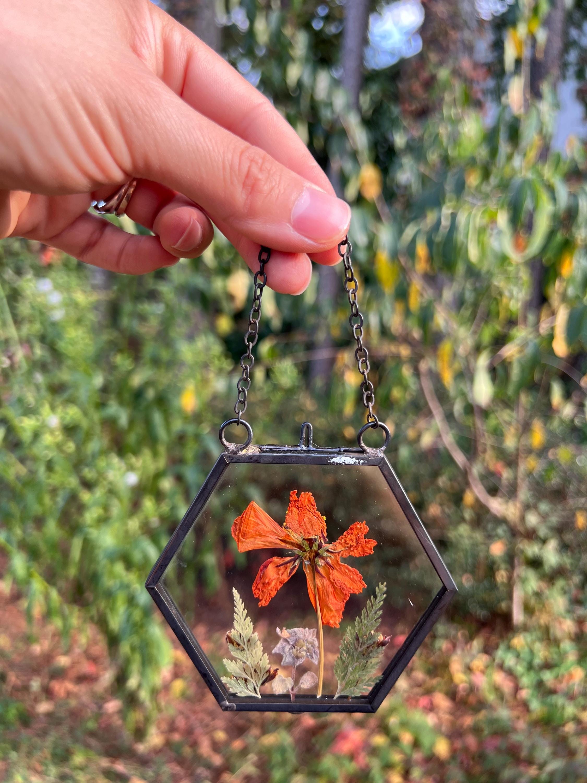 Pressed Cosmos Flower Frame: Hanging Glass Herbarium, Botanical Art - Etsy