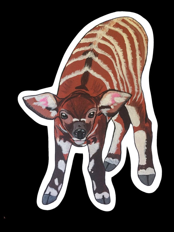 Baby Bongo