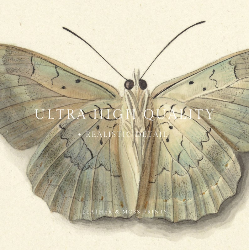 Vintage Insect Painting Butterfly Print Entomology Drawing - Etsy