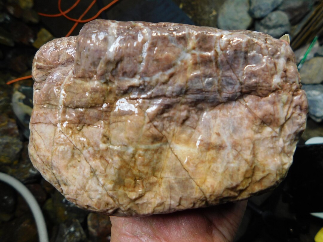 Ancient Northern California Petrified Wood • Earth-toned Fossil Relic ...