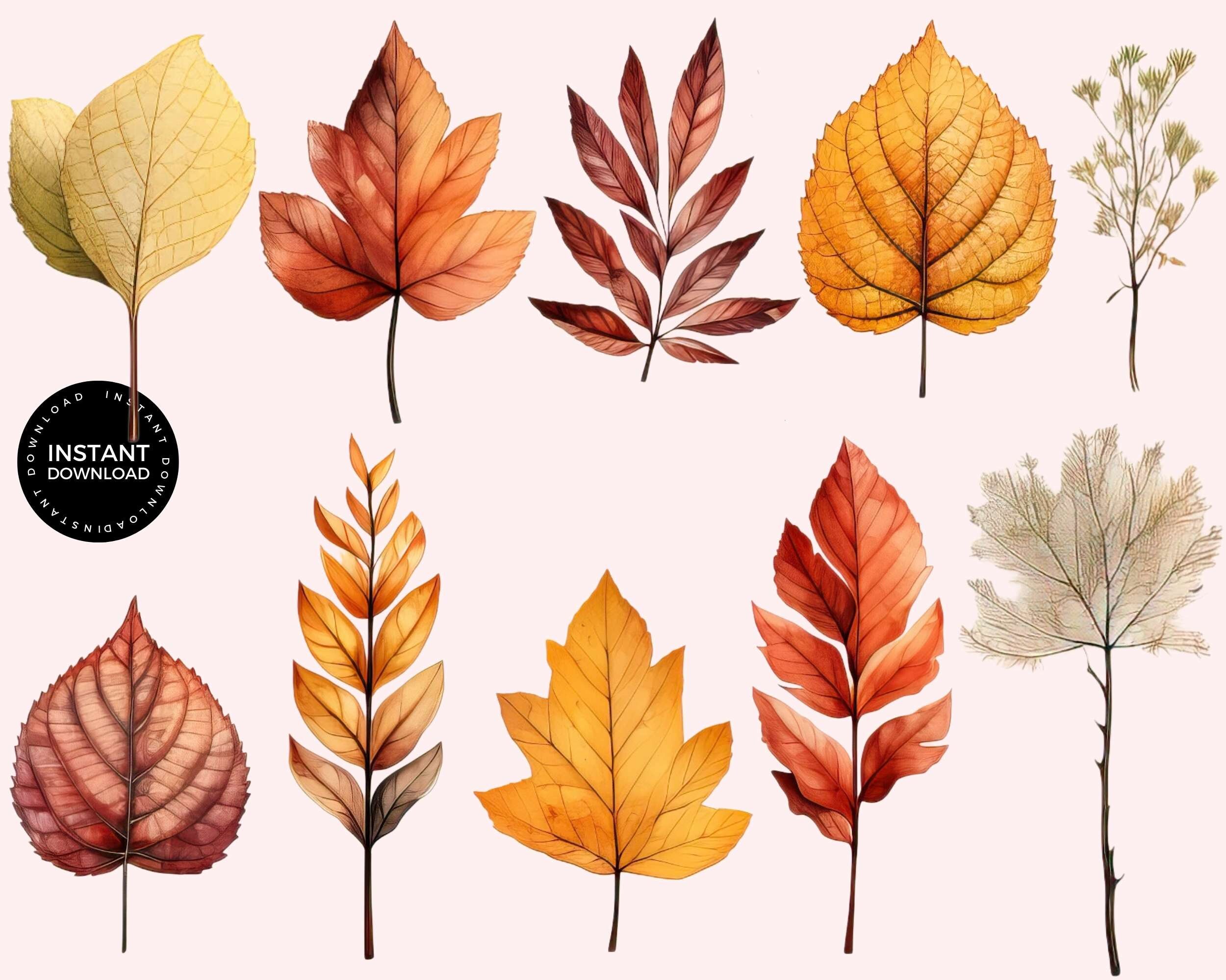Cute Fall Animal Clipart Bundle | Woodland Animal Clipart | Autumn ...