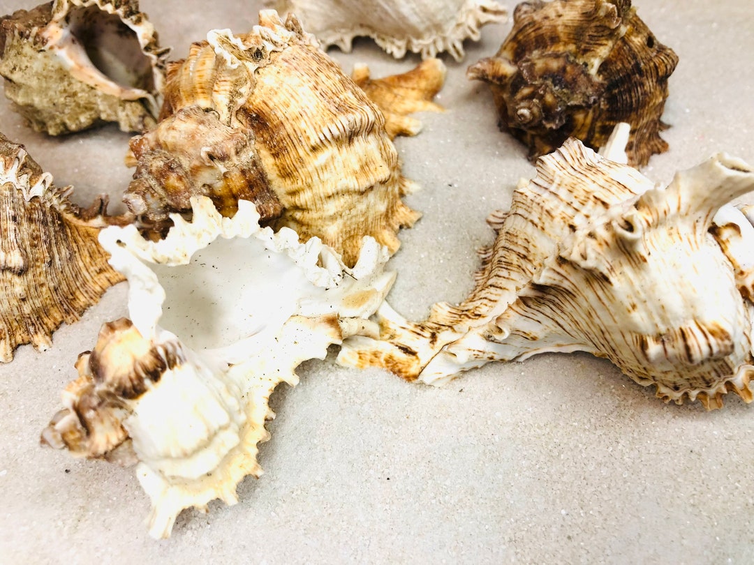 Beautiful Shells of Sea Snails/spiny Snails - Etsy