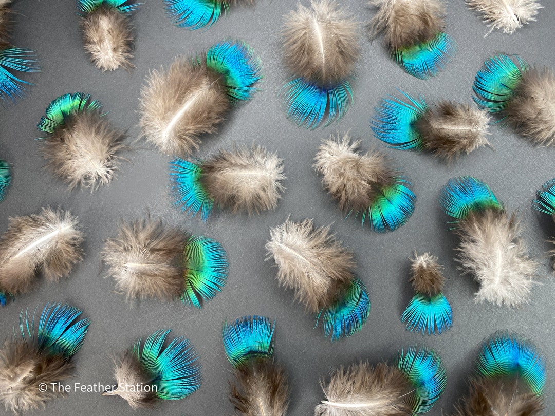 Iridescent Blue Peacock Body Plumage, 1-2 Inches, 3-5 Cm, Colourful ...