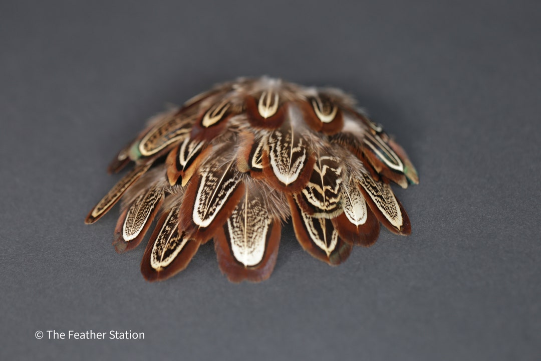 Small Brown Natural Pheasant Feathers, 2-5'. 5-10 Cm Craft Feathers for ...