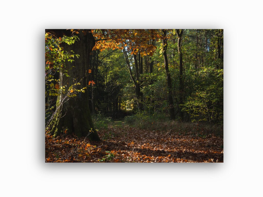 Wald Poster Stimmungsvolle Herbstwald Bild Wald Wandbild ...