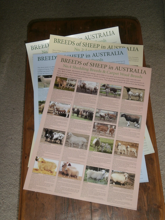 Breeds of Sheep in Australia Posters | Etsy Australia