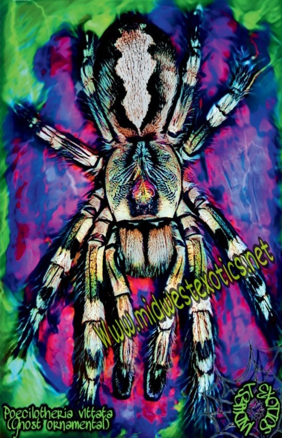 11x17 Poecilotheria Vittata ghost Ornamental Midwest - Etsy