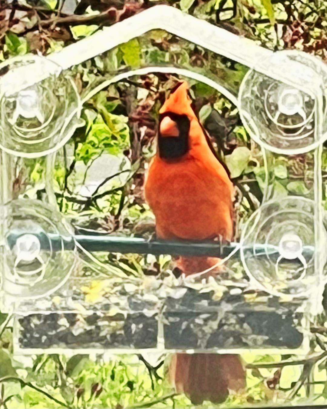 Window Bird Feeder Clear Bird Feeder With Strong Suction Cup Window ...