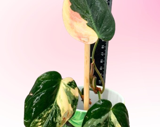 Variegated Philodendron Micans - Etsy