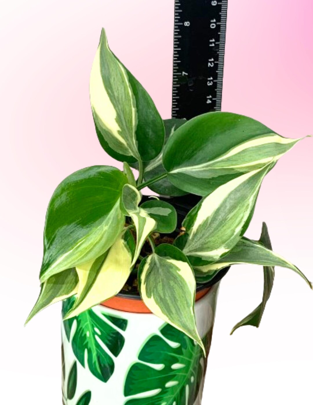 Philodendron Rio Hederaceum - Etsy