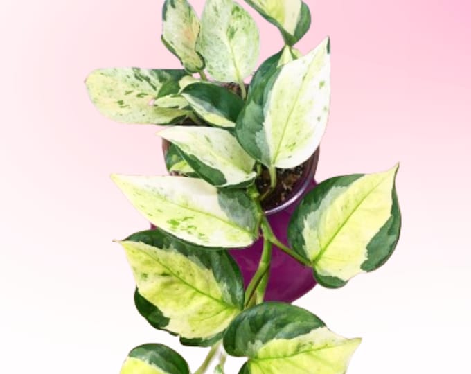 Japanese Global Pothos, Epipremnum Aureum - Etsy