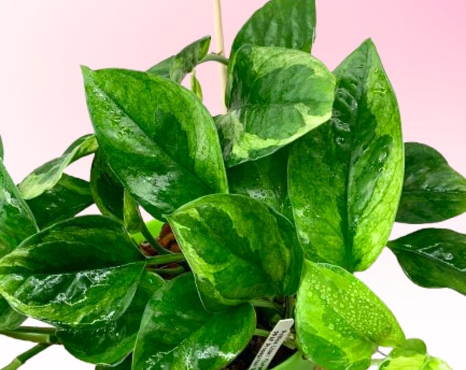 Lizard Queen Pothos - Etsy