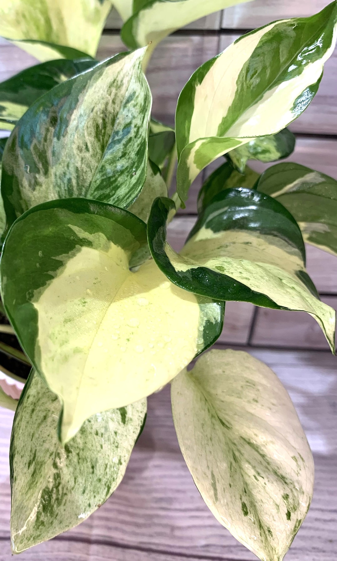 Harlequin Pothos Manjula Pothos Epipremnum Aureum Tropical Plant White ...