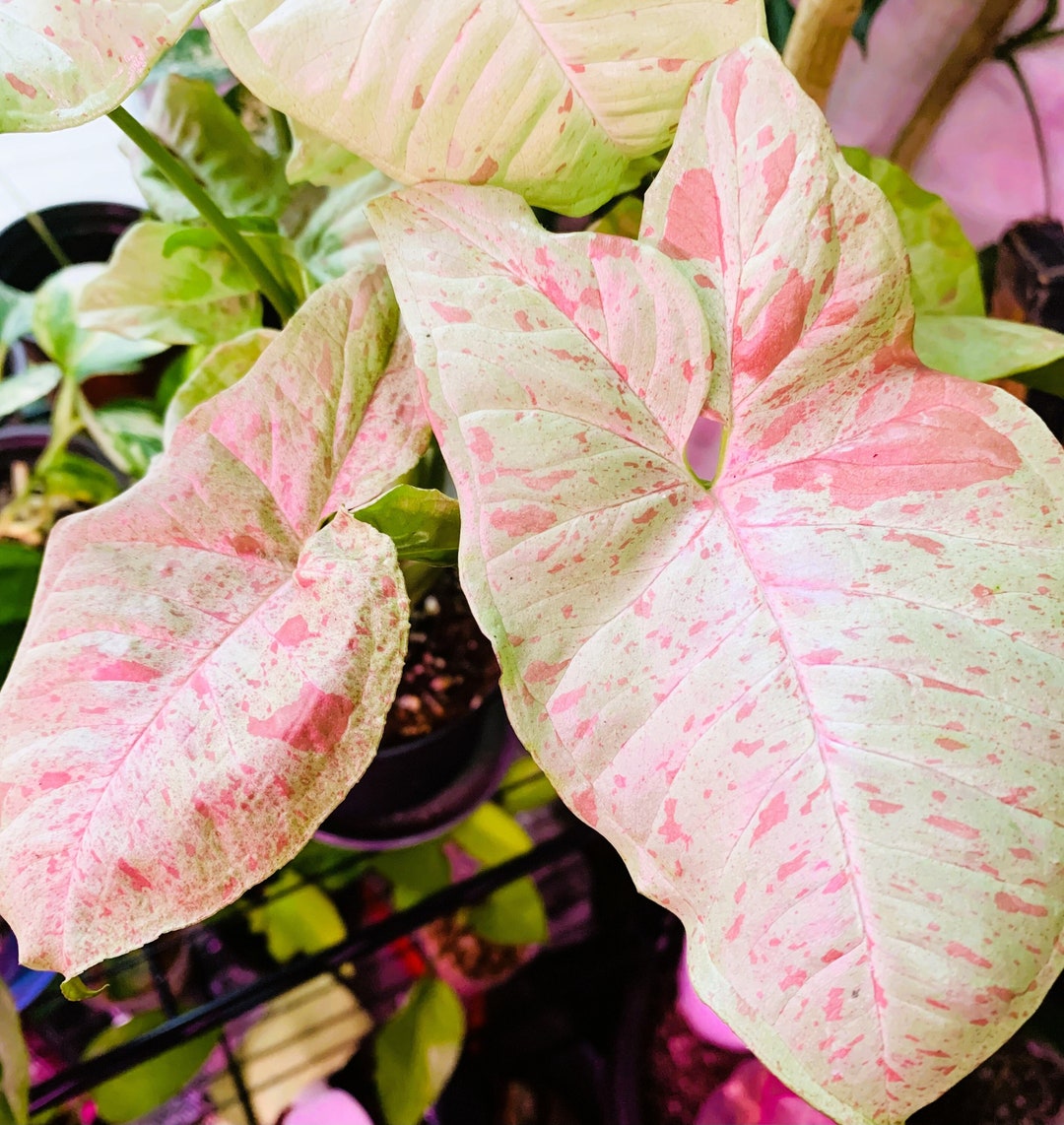 Syngonium Milk Confetti Houseplant Variegated Pink Arrowhead Vine Aroid ...