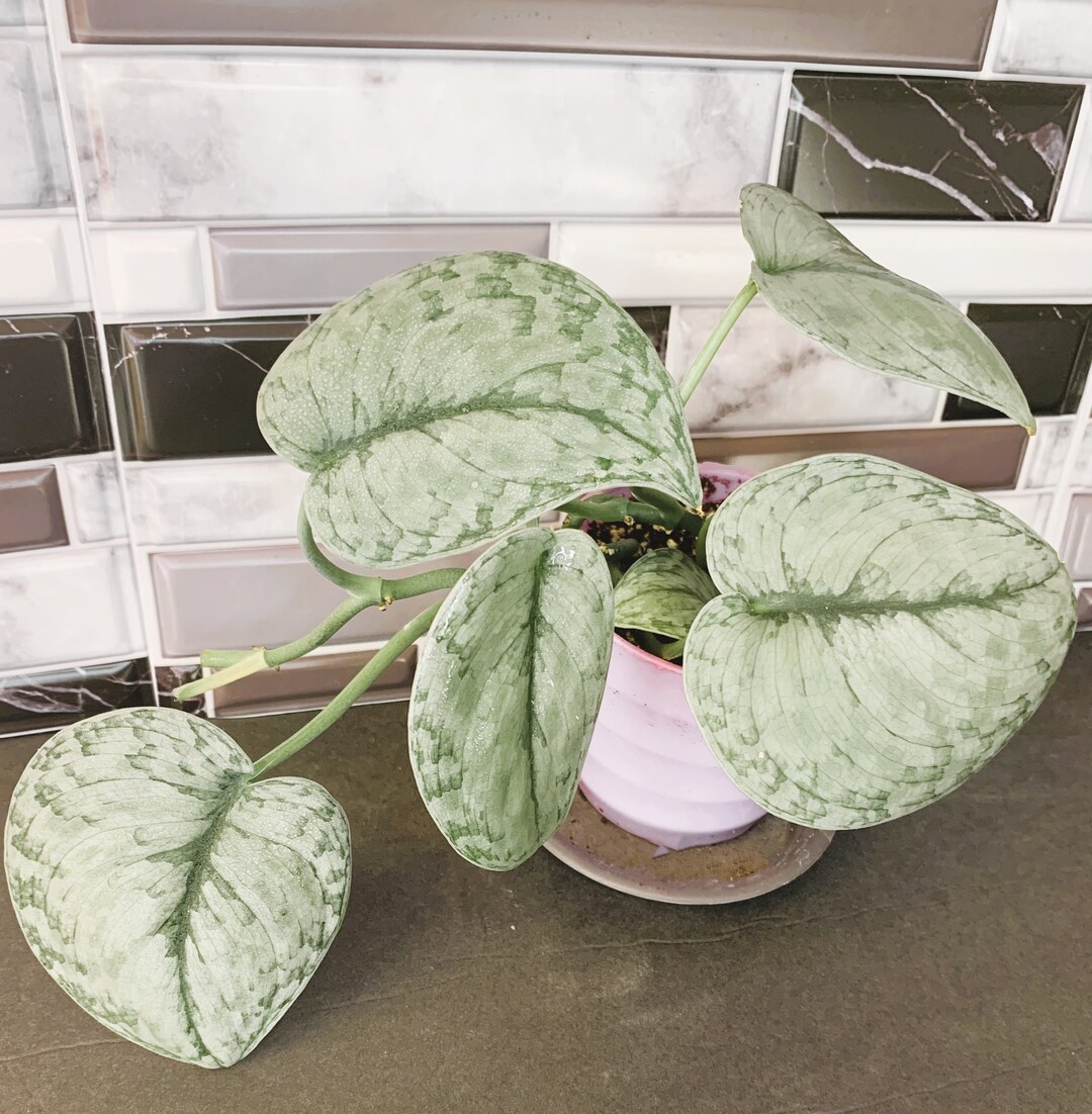 Scindapsus Pictus , Satin Pothos, Silver Splash, Exotica, Silver Cloud ...