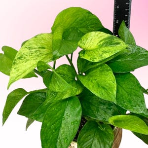 Jessenia Pothos Epipremnum Aureum House Plant Tropical Indoor Plant ...