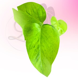 Carnival Teruno, Japanese Pothos, Epipremnum Aureum, Teruno Carnival ...