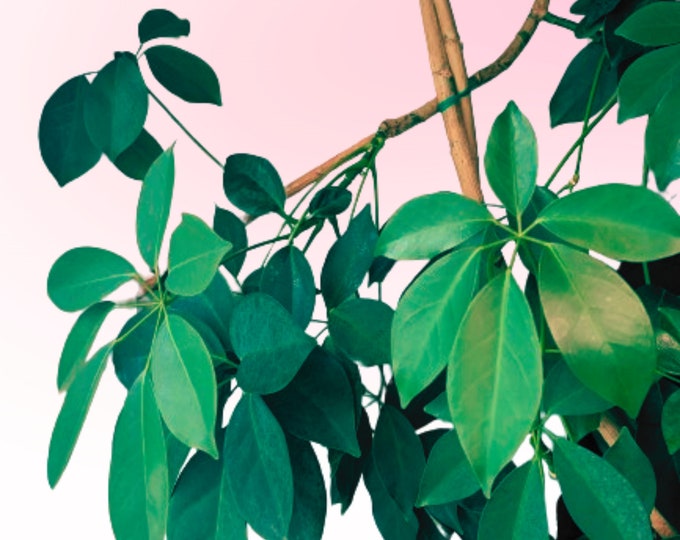 Schefflera | Large Form | Tree - Etsy
