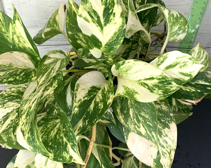 Highly Variegated Pothos High Variegation Pothos Houseplant Trailing ...