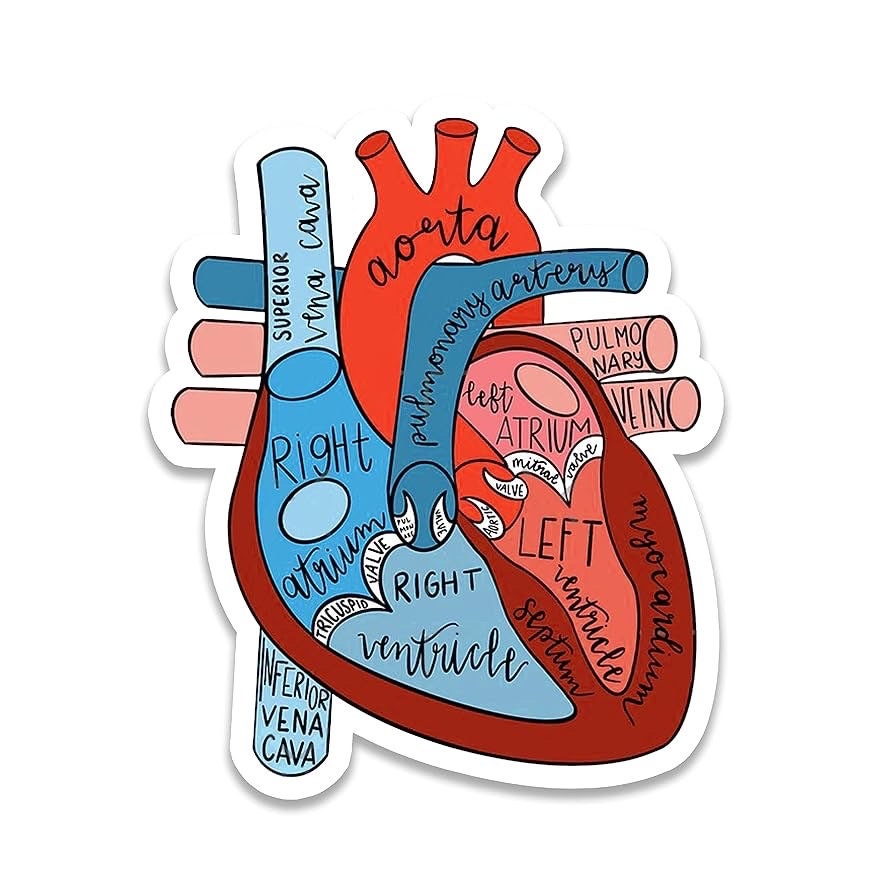 Anatomical Heart Sticker With Anatomy - Etsy UK