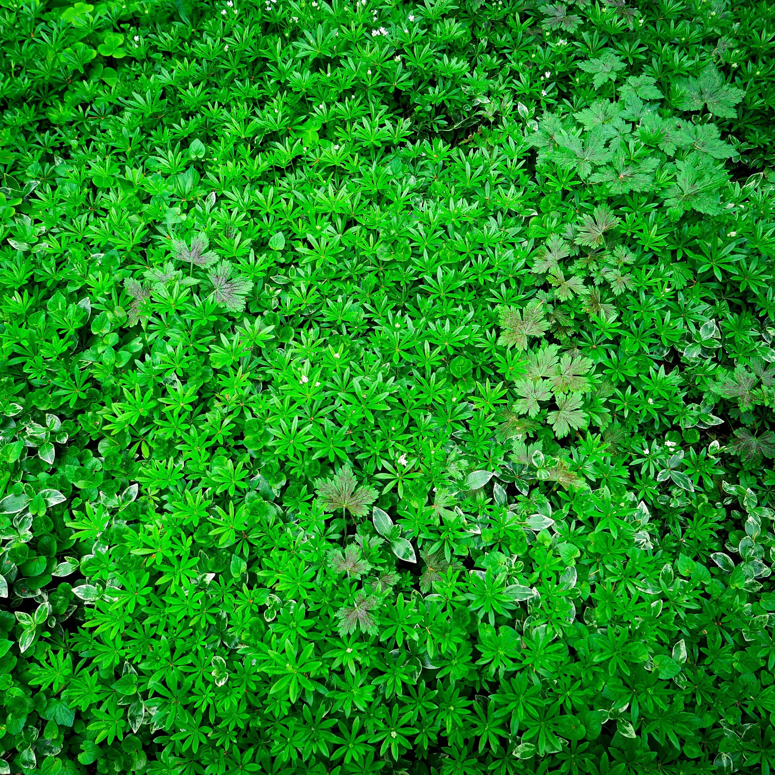 Perfect Square In Nature