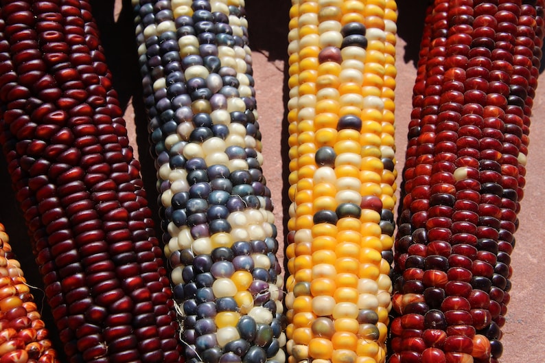 Decorative Indian Corn - Family Farm Grown - 6 Ears With Husk - Etsy