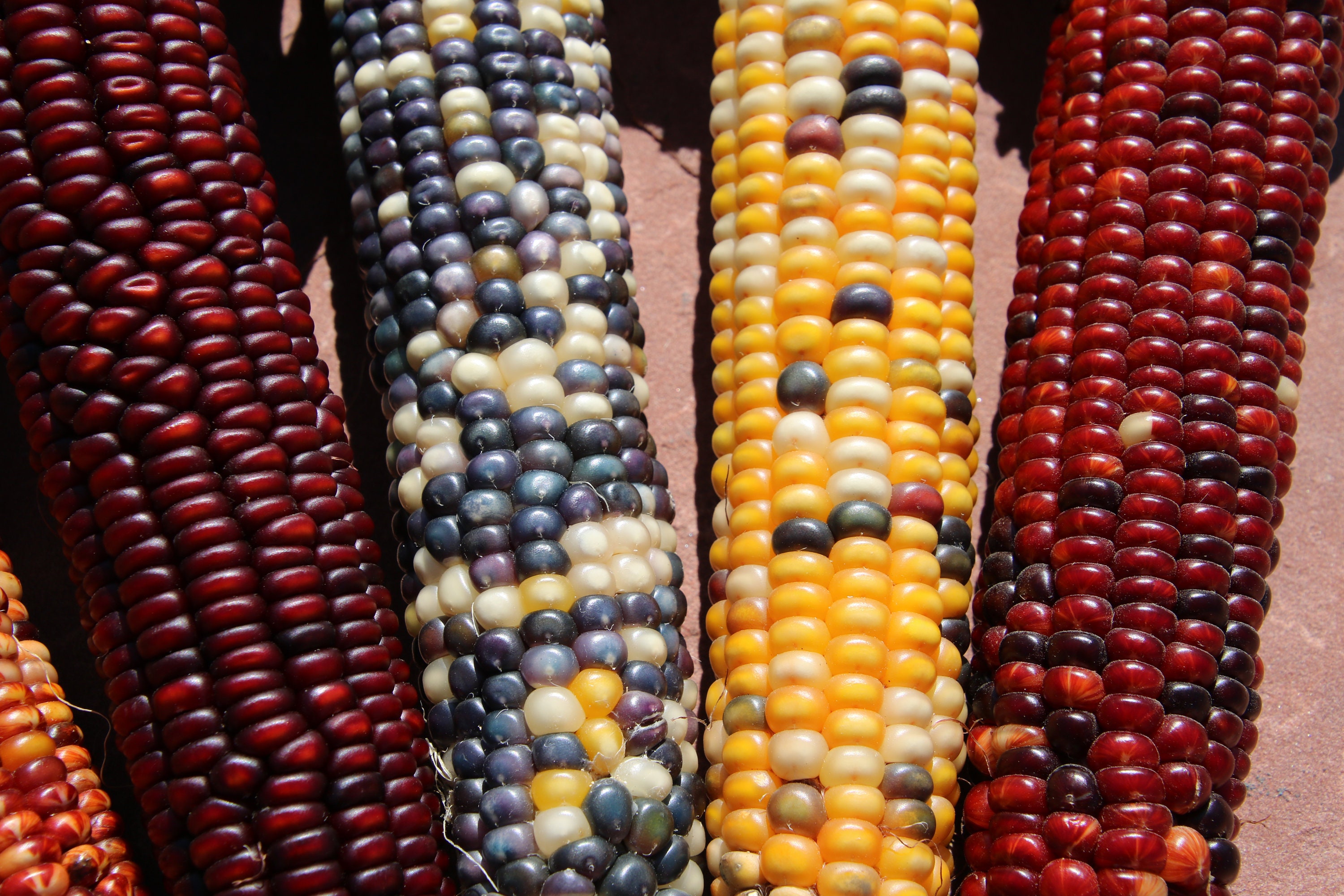 Decorative Indian Corn - Family Farm Grown - 6 Ears With Husk - Etsy