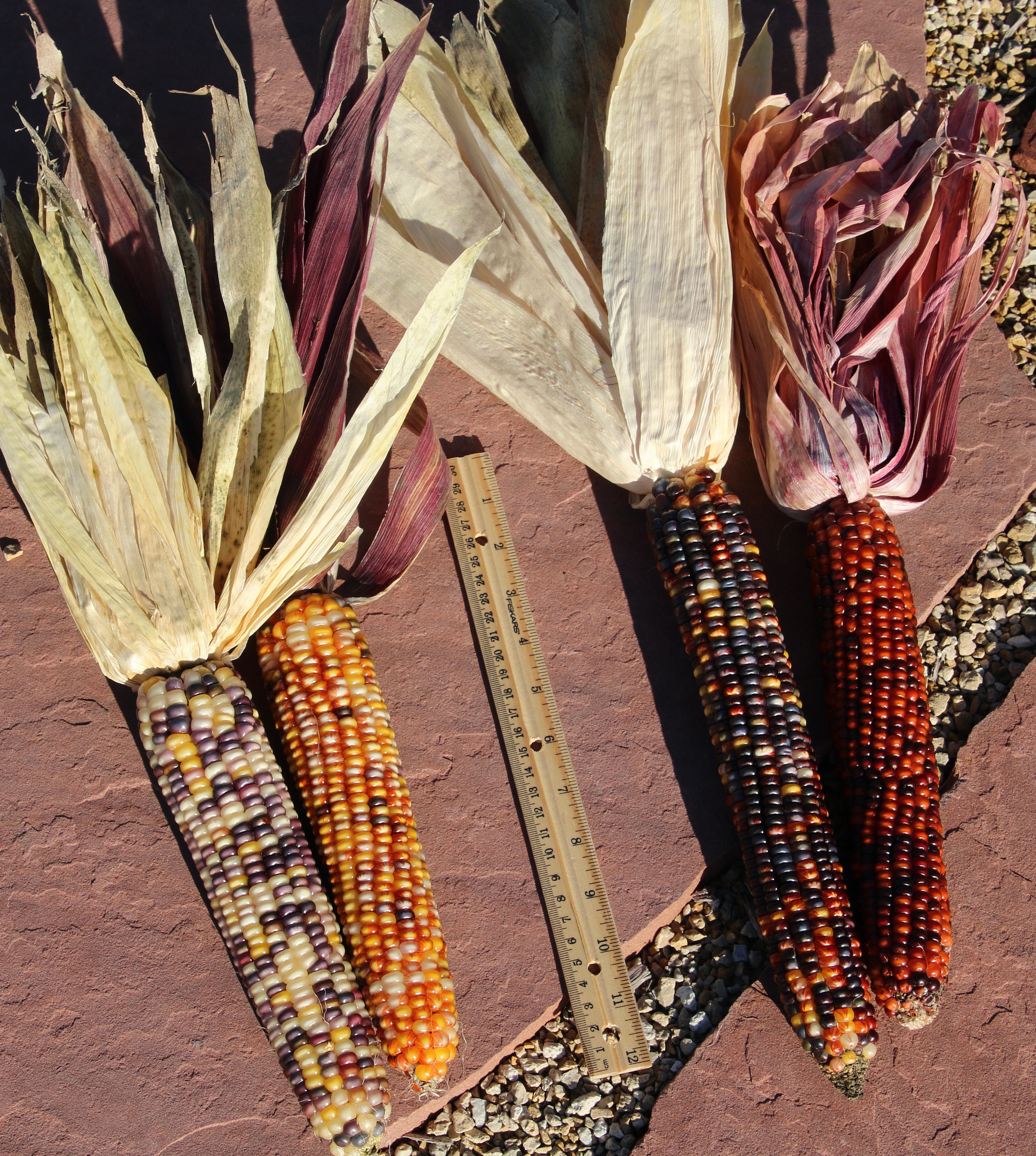 Decorative Indian Corn - Family Farm Grown - 6 Ears With Husk - Etsy