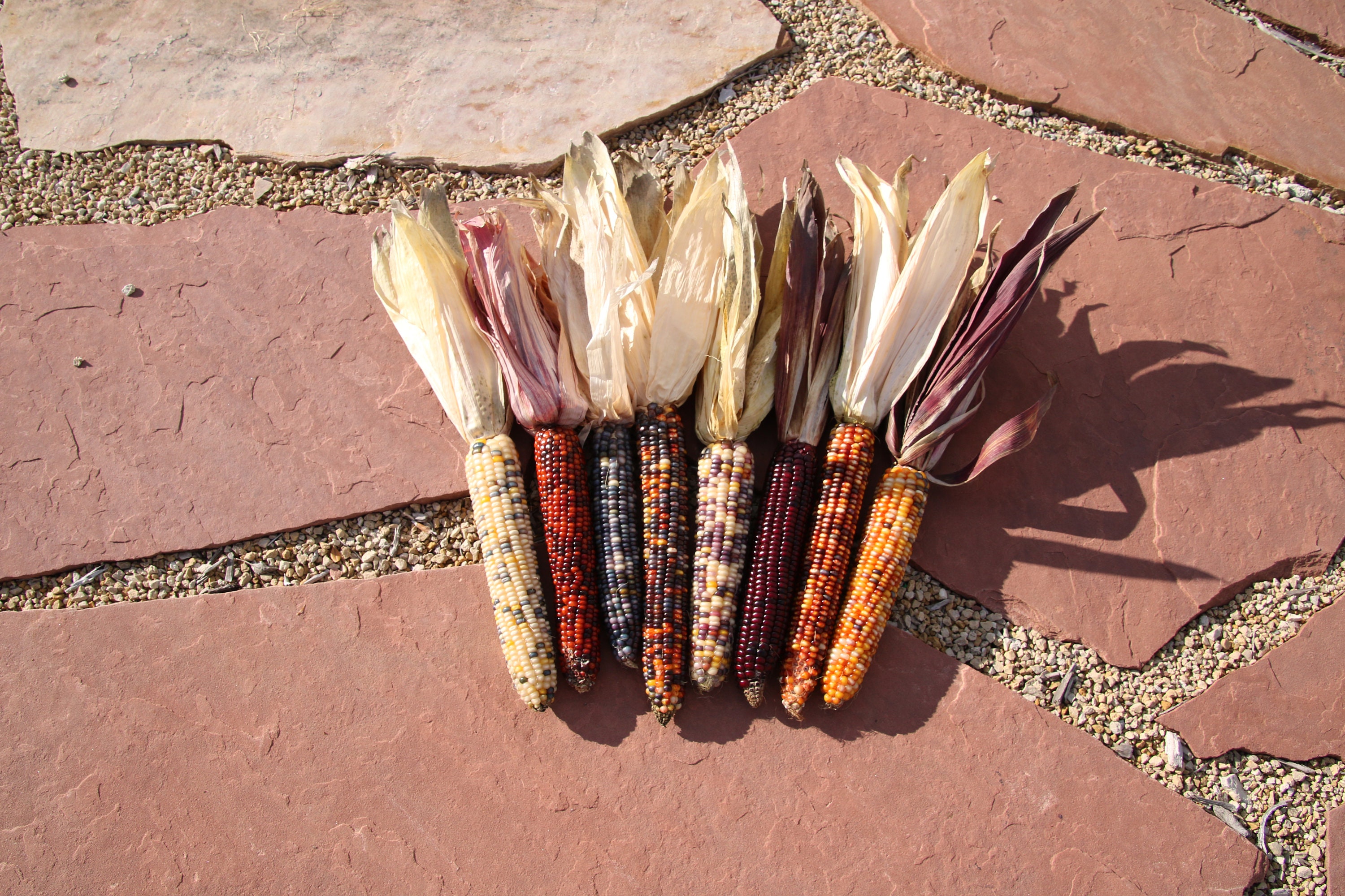 Decorative Indian Corn - Family Farm Grown - 6 Ears With Husk - Etsy