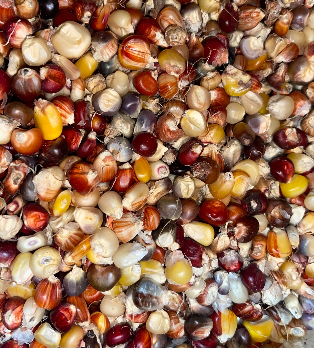 Decorative Indian Corn Kernels for Vase Filler and Craft Projects - Etsy