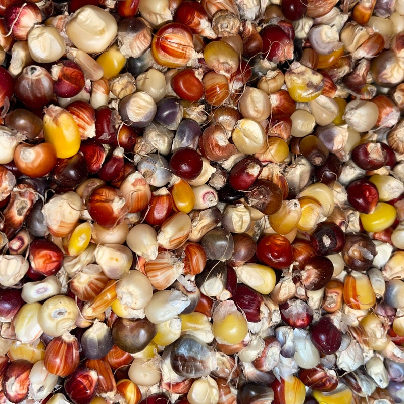 Indian Corn - Etsy