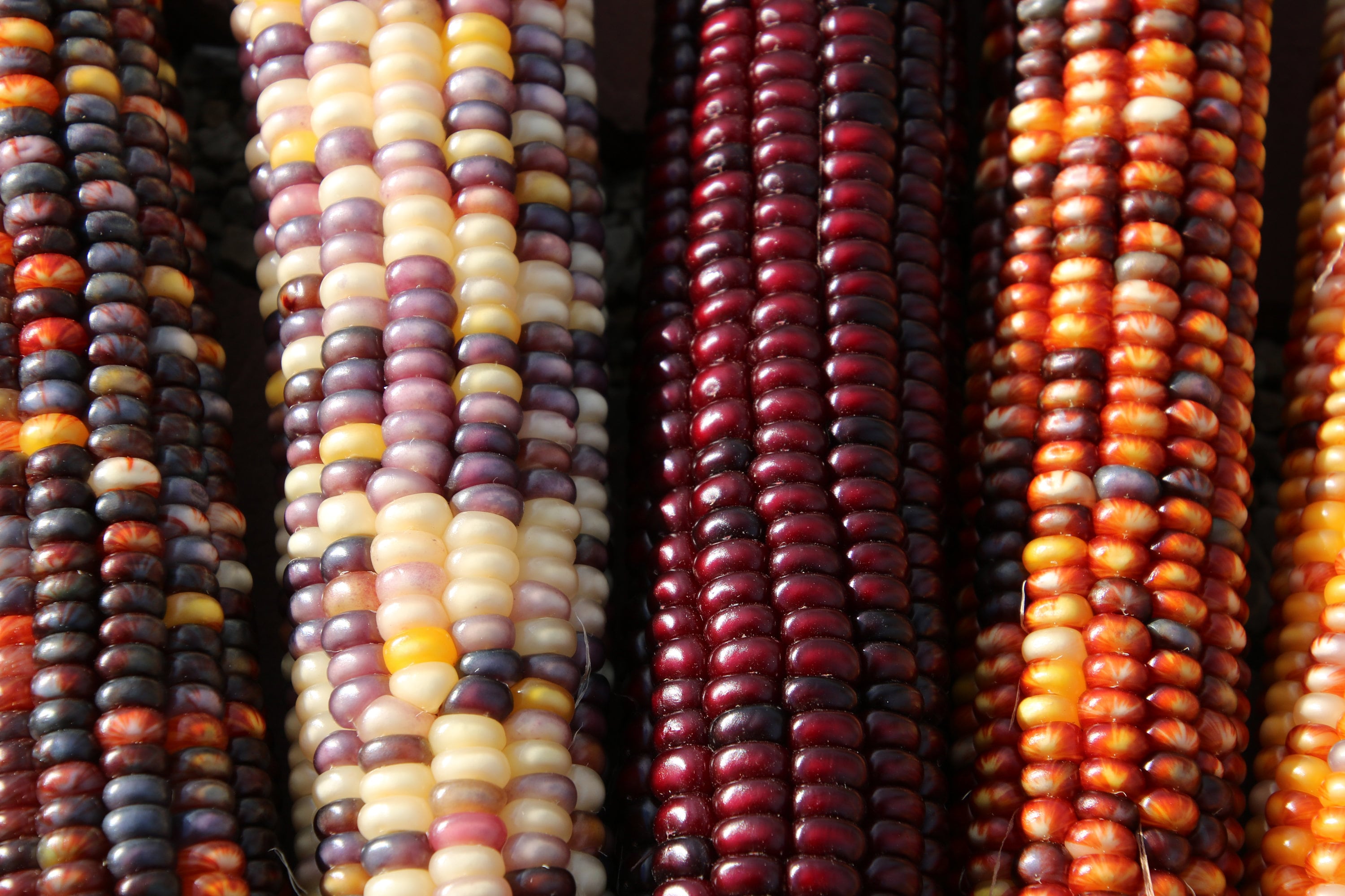 Decorative Indian Corn - Family Farm Grown - 6 Ears With Husk - Etsy