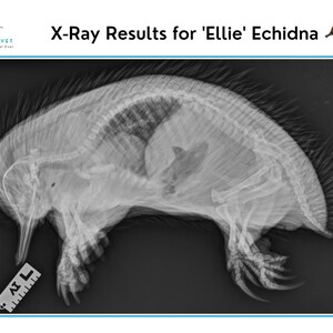 Animal X-rays for Vet Pretend Play Perfect Addition to Any Veterinary ...