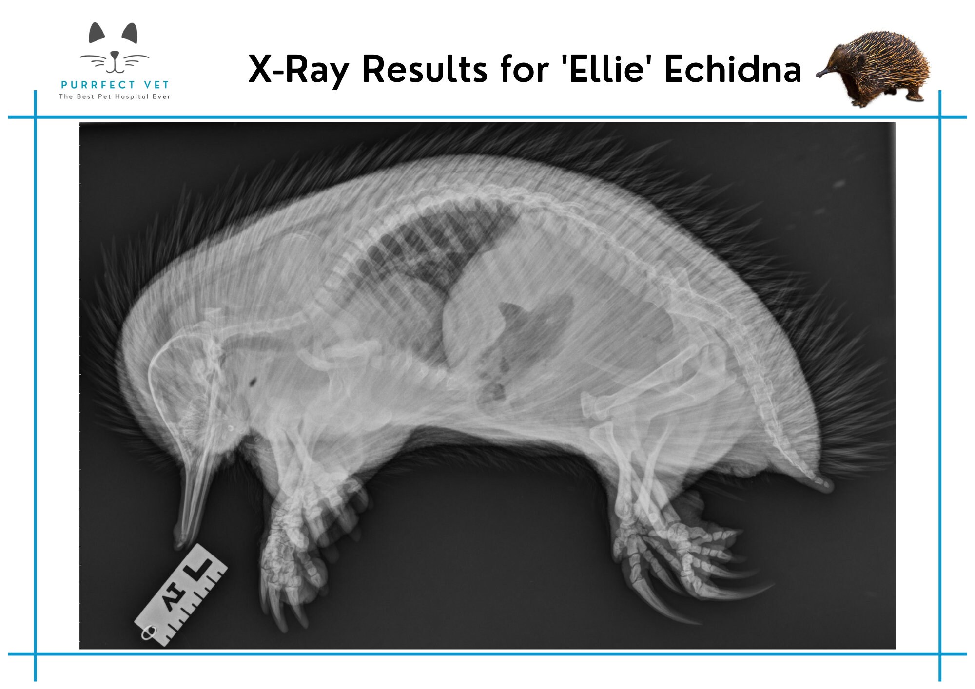 Animal X-rays for Vet Pretend Play Perfect Addition to Any Veterinary ...