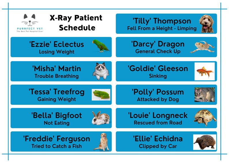 Animal X-rays for Vet Pretend Play Perfect Addition to Any Veterinary ...