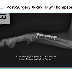 Animal X-rays for Vet Pretend Play Perfect Addition to Any Veterinary ...