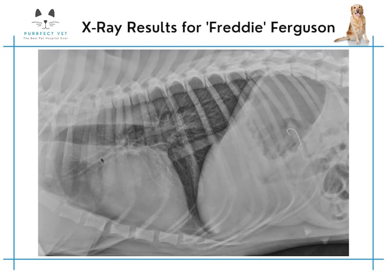 Animal X-rays for Vet Pretend Play Perfect Addition to Any Veterinary ...