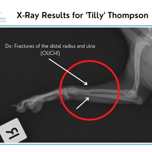 Animal X-rays for Vet Pretend Play Perfect Addition to Any Veterinary ...
