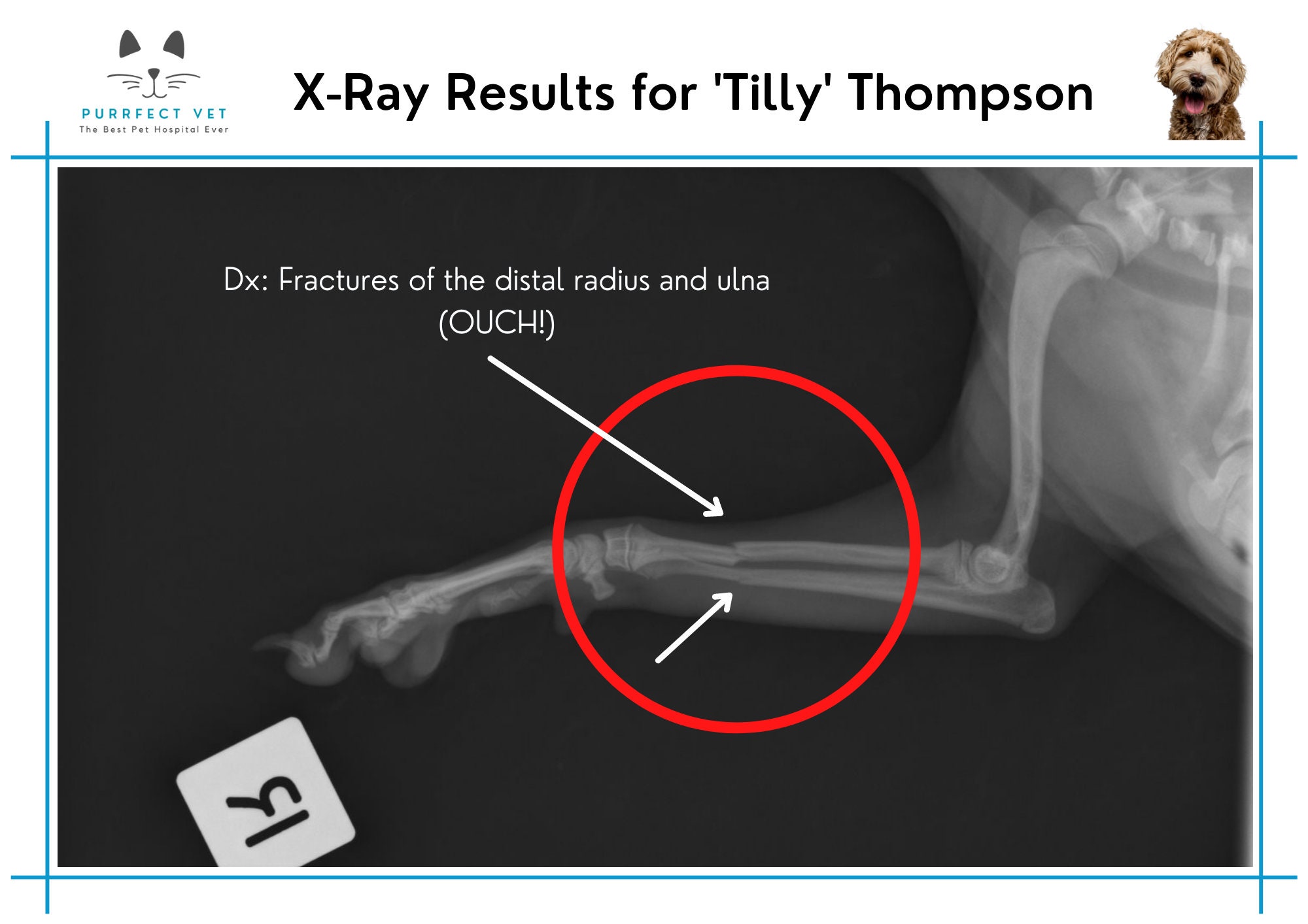 Animal X-rays for Vet Pretend Play Perfect Addition to Any Veterinary ...