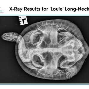 Animal X-rays for Vet Pretend Play Perfect Addition to Any Veterinary ...