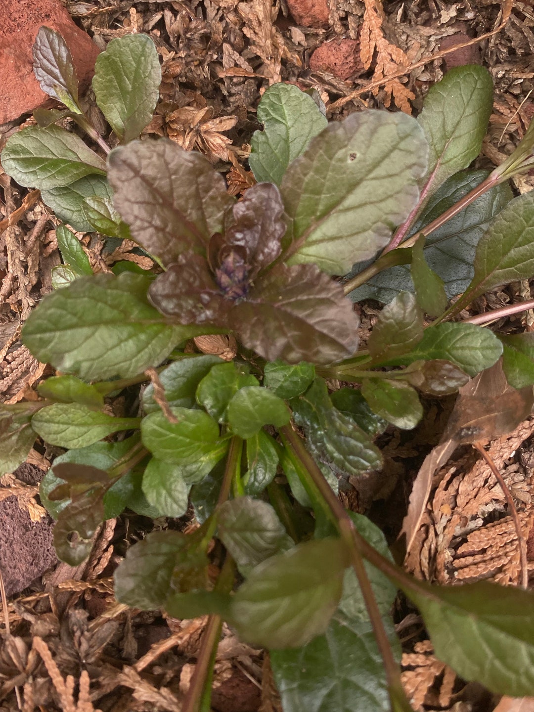 Ajuga Purple Flowering Bugleweed Easy to Grow Ground Cover Plants - Etsy