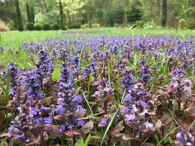 Ajuga Purple Flowering Bugleweed Easy to Grow Ground Cover Plants - Etsy