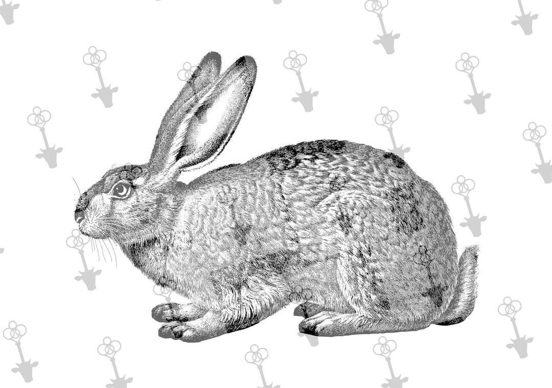 Vintage Illustration Hare PNG & JPEG Digital Files Download. Animal ...