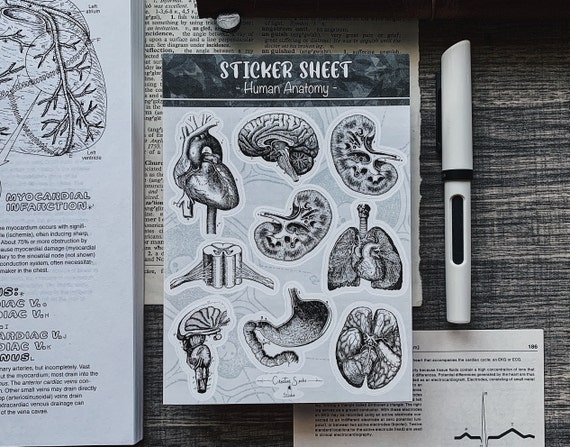 Human Anatomy Sticker Sheet Anatomy Stickers Vintage - Etsy
