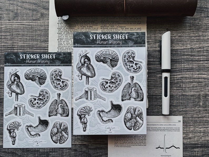 Human Anatomy Sticker Sheet Anatomy Stickers Vintage - Etsy