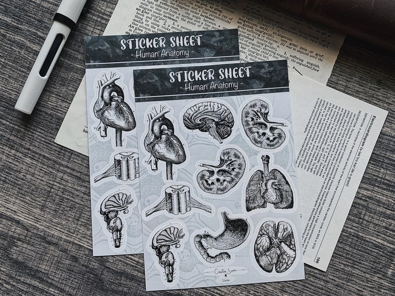 Human Anatomy Sticker Sheet Anatomy Stickers Vintage - Etsy