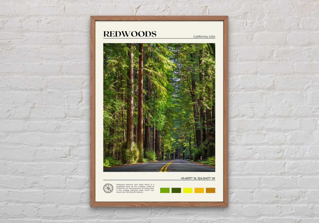 Real Photo, Redwoods Print, Redwoods Wall Art, Redwoods Poster ...